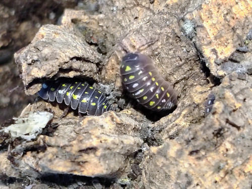 Armadillidium Frontetriangulum Corfu | Fusion Reptiles