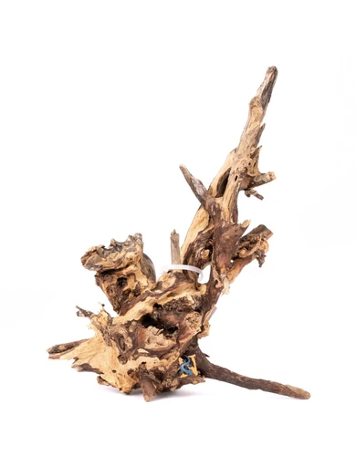 Bois Cyrus | Fusion Reptiles