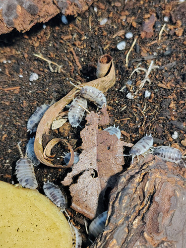 Porcellio laevis dairy cow | Fusion Reptiles