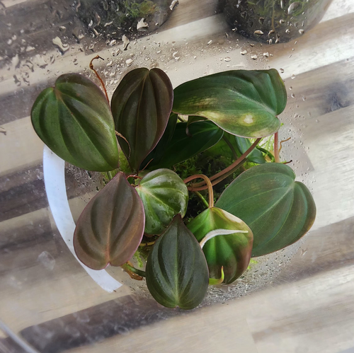 Philodendron hederaceum Micans | Fusion Reptiles