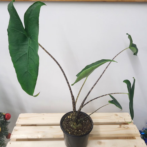 Alocasia zebrina | Fusion Reptiles