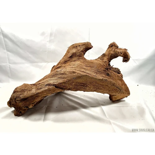 Bois de Mangrove | Fusion Reptiles