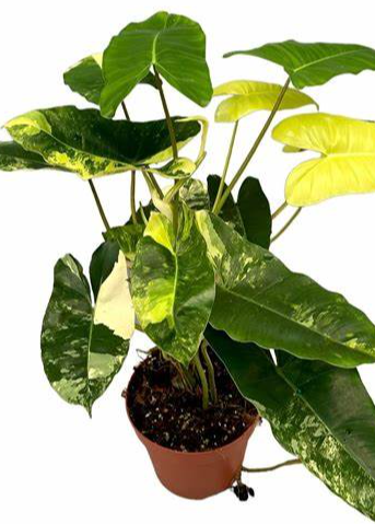 Philodendron Burle Marx Variagata | Fusion Reptiles