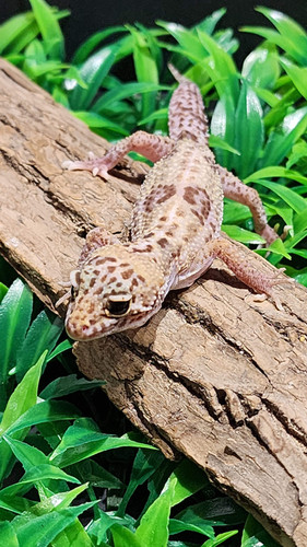 Gecko léopard, Spicy | Fusion Reptiles
