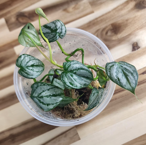 Philodendron Brandtianum | Fusion Reptiles