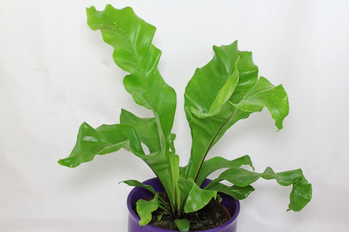 Asplenium Nidus curly wave | Fusion Reptiles