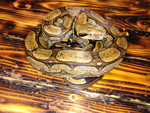 Boa constrictor Roswell Ladder tail | Fusion Reptiles