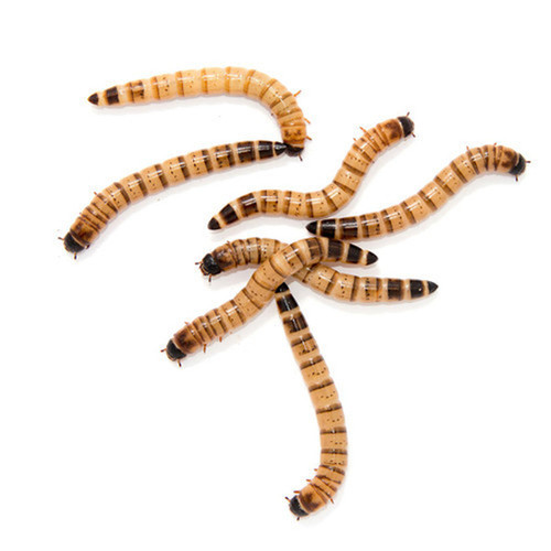 Superworms | Fusion Reptiles