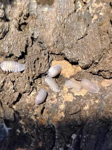 Armadillidium Sandstone | Fusion Reptiles