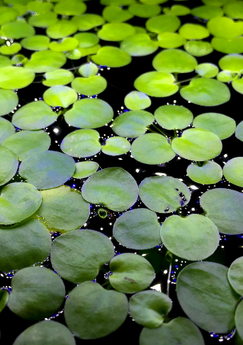 Limnobium Laevigatum (Frogbit) | Fusion Reptiles