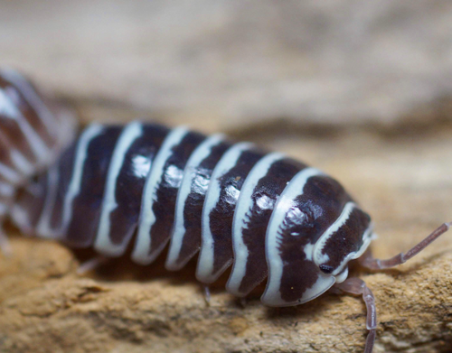 Armadillidium maculatum zebra | Fusion Reptiles