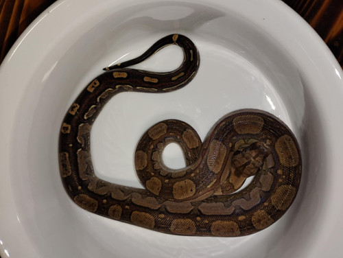 Boa constrictor Roswell Ladder Tail | Fusion Reptiles