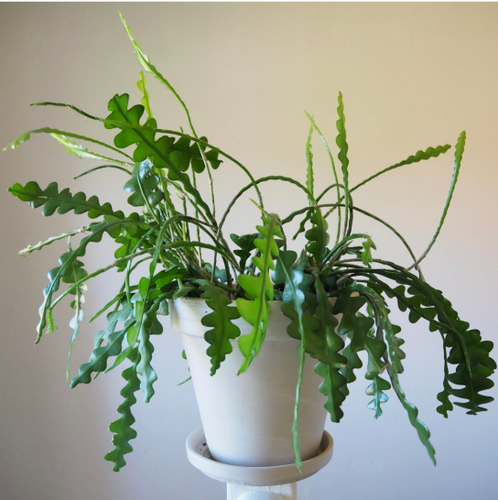 Cactus Fishbone | Fusion Reptiles