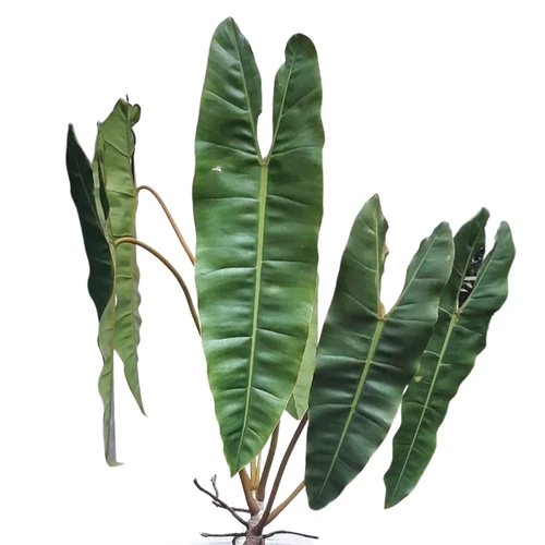 Philodendron Atabapoense | Fusion Reptiles