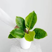 Philodendron Moonlight | Fusion Reptiles