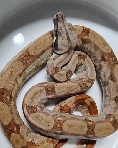 Boa constrictor Hypo Roswell ladder tail | Fusion Reptiles