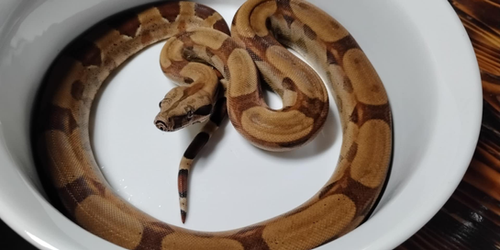 Boa constrictor Roswell Ladder Tail | Fusion Reptiles