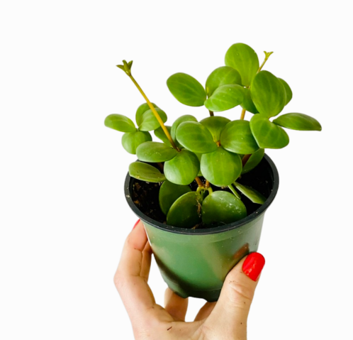 Peperomia Tetraphylla Hope | Fusion Reptiles