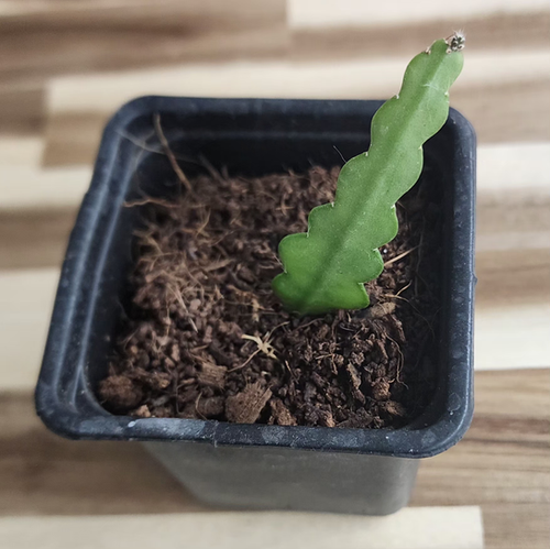 Cactus Fishbone | Fusion Reptiles
