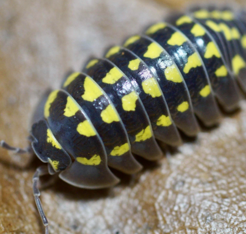 Armadillidium gestroi | Fusion Reptiles