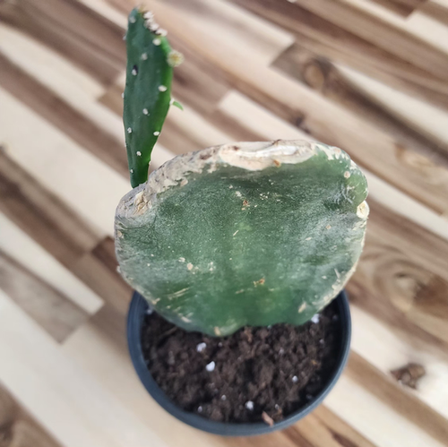 Opuntia Tuna | Fusion Reptiles