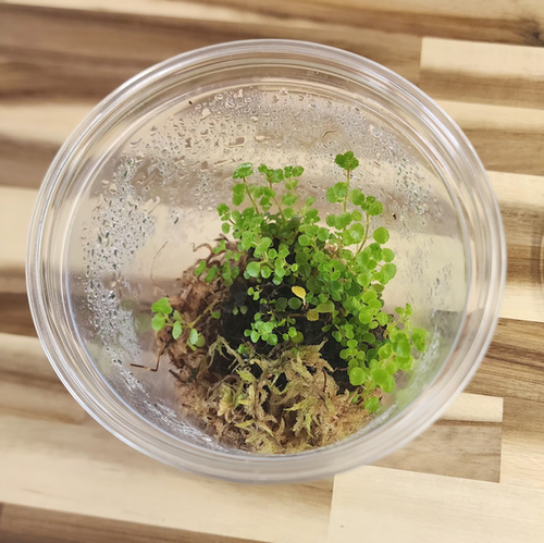 Pilea paolo | Fusion Reptiles