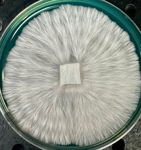 Ghost Research Plate | Humble Bruise