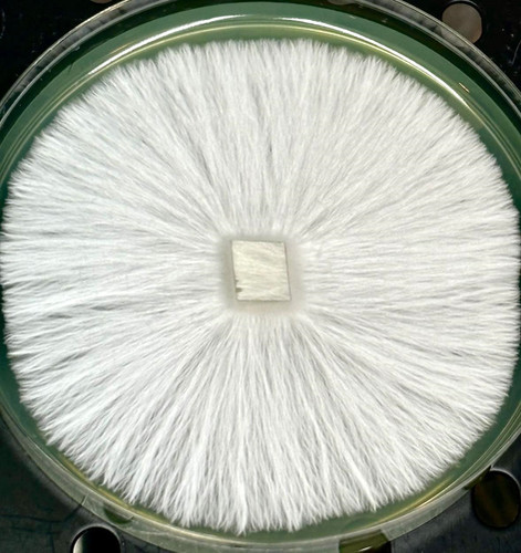 OG Blue Cap APE Research Plate | Humble Bruise