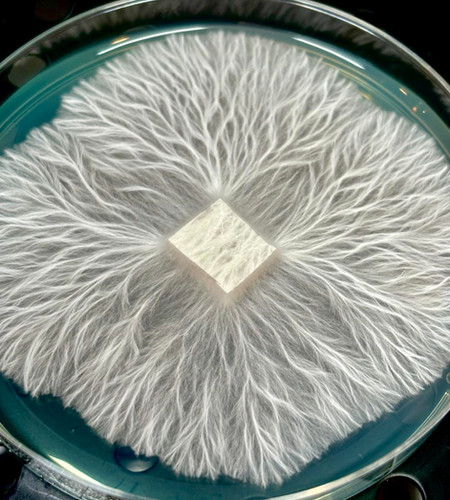 Blue Ghost Research Plate | Humble Bruise