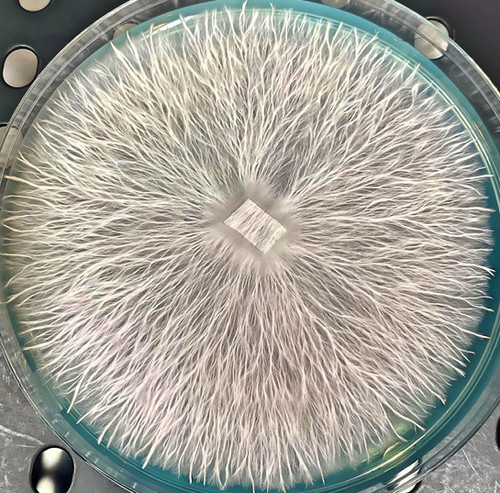 OG Albino Penis Envy (APE) Research Plate | Humble Bruise