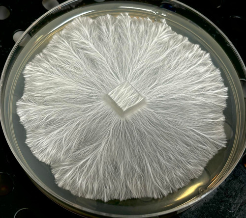 Humble APE (HAPE) Research Plate | Humble Bruise