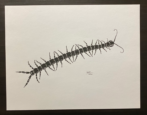 Centipede Original Drawing | Shapes In Nature
