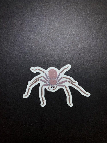 Huntsman Spider Sticker | Shapes In Nature