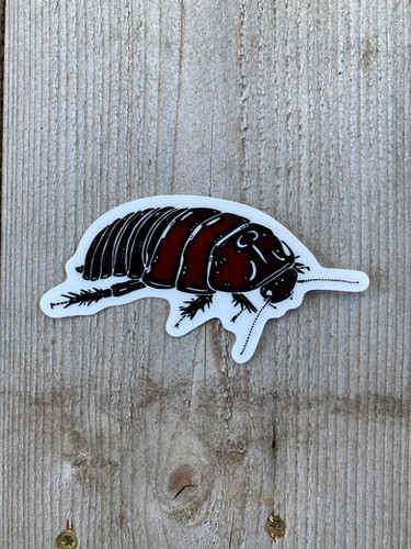 Rhino Roach (Giant Burrowing Cockroach) | Shapes In Nature