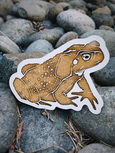 Cane Toad Sticker | Shapes In Nature