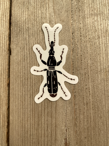 Oak Timberworm Weevil (female) | Shapes In Nature