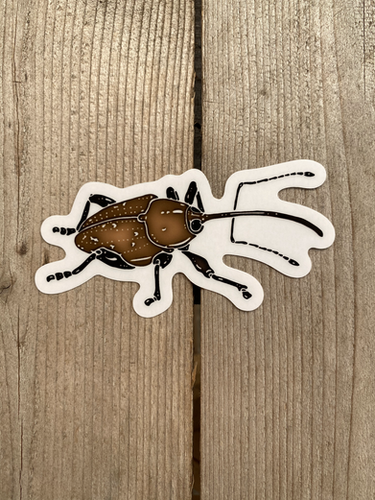 Acorn Weevil | Shapes In Nature