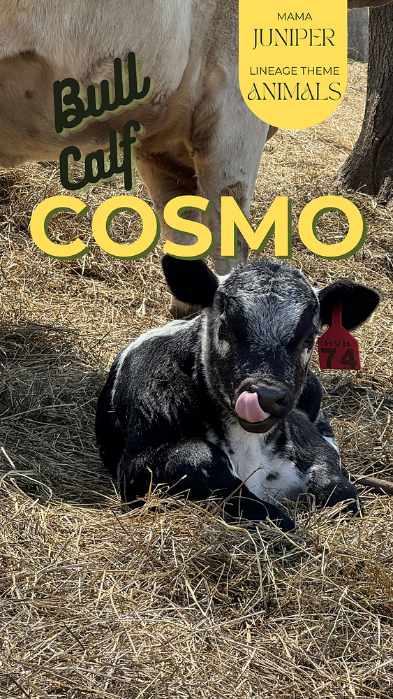 Meet the new calves!