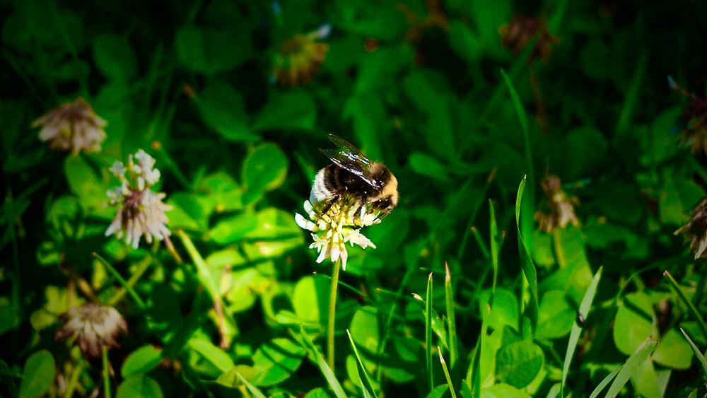 YELLOW STRIPEY THINGS