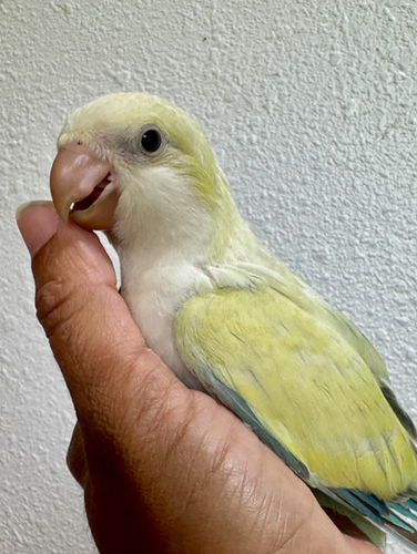 Quaker - Turquoise crossover | Pretty Exotic Birds