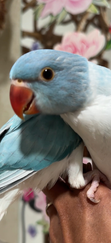 Indian Ringneck parakeet -Blue Opaline Cleartail | Pretty Exotic Birds