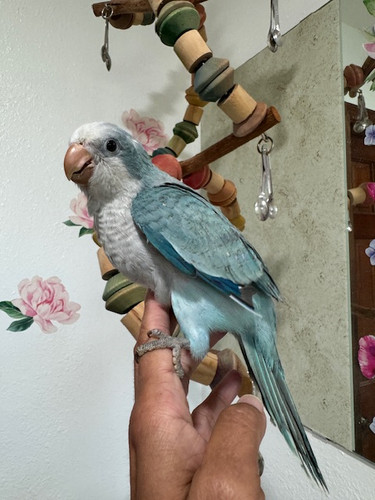 Quaker - Blue opaline | Pretty Exotic Birds