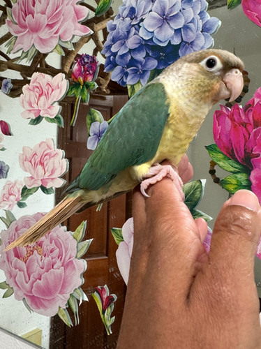 Green cheek conure - Pineapple Turquoise | Pretty Exotic Birds