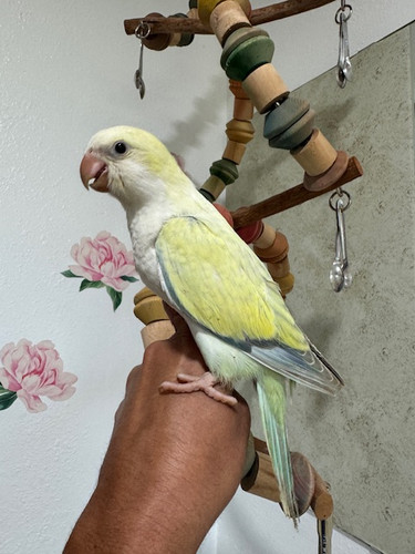 Quaker - Turquoise crossover | Pretty Exotic Birds