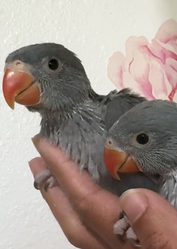 Indian Ringneck parakeet -Gray opaline | Pretty Exotic Birds