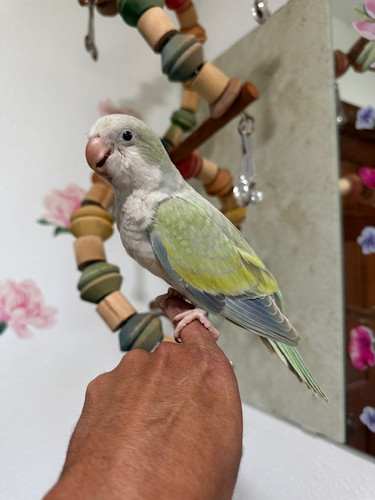 Quaker - Turquoise pallid - unsexed | Pretty Exotic Birds