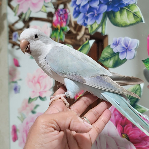 Quaker - Blue pallid | Pretty Exotic Birds