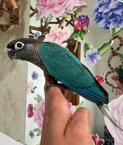 Green cheek conure - Turquoise | Pretty Exotic Birds