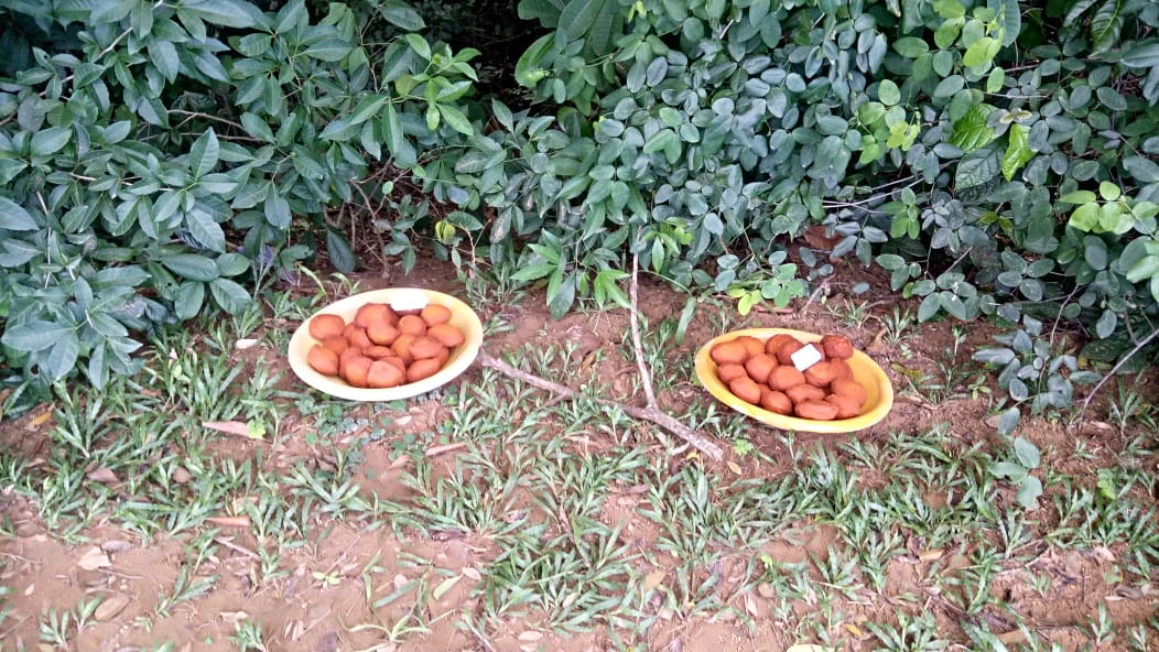 Understanding Ebó in Ifá: The Spiritual Practice of Sacrifice for ...