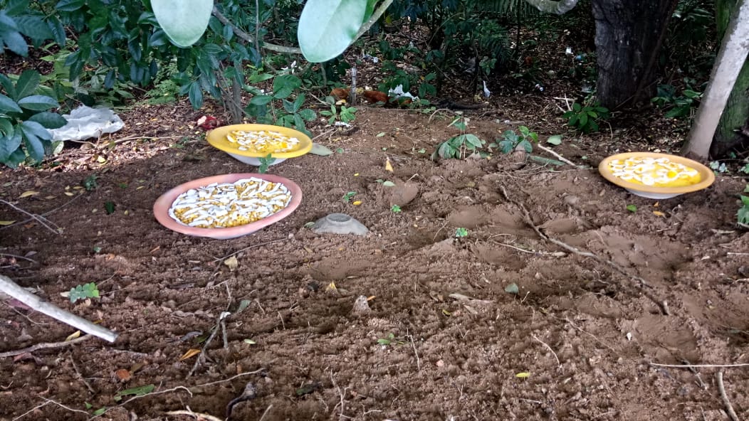 Understanding Ebó in Ifá: The Spiritual Practice of Sacrifice for ...